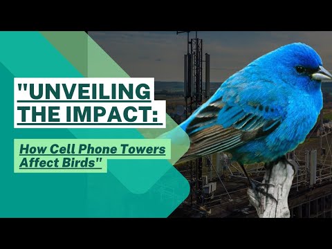 How Cell Phone Towers Affect Birds: Explained in Simple Terms ...