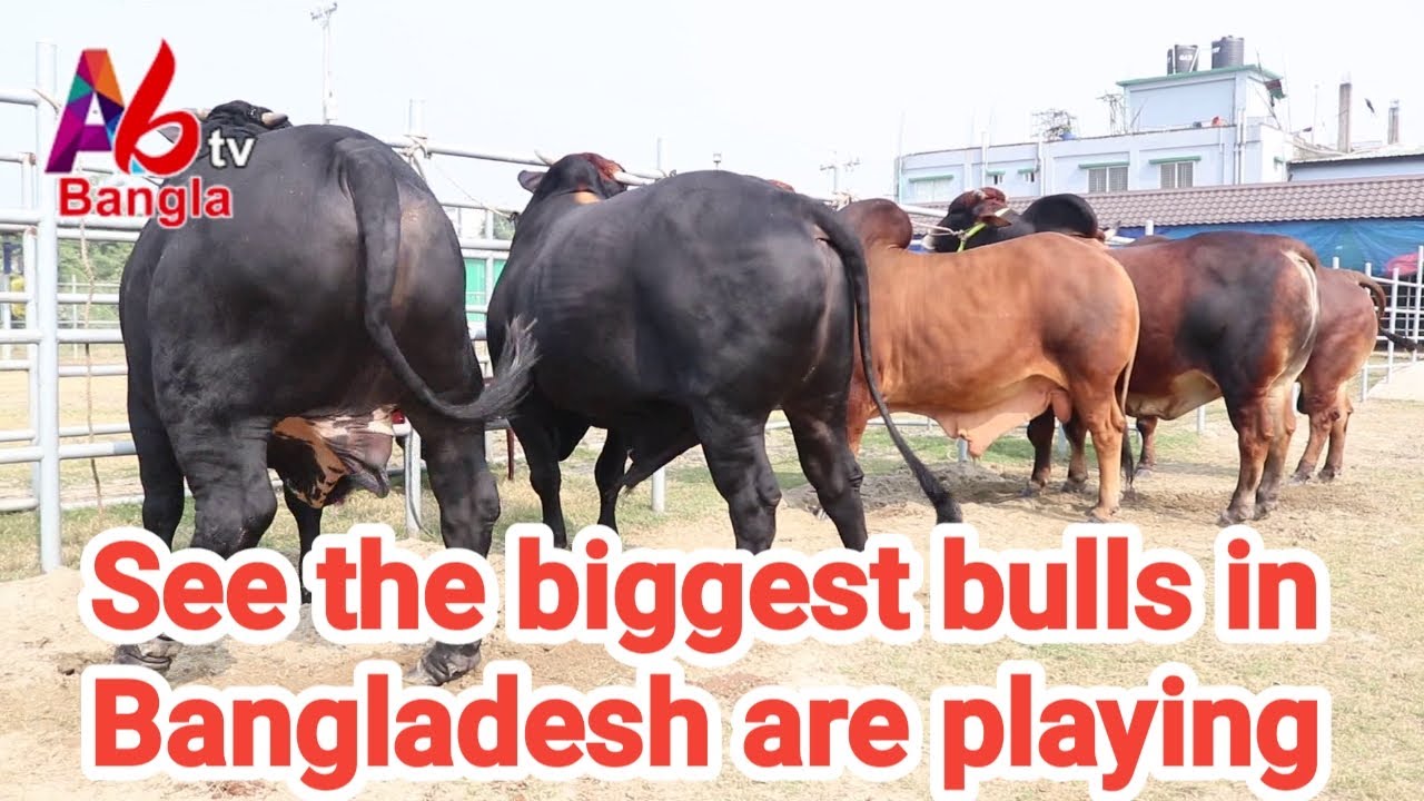 Biggest OX are playing | cattle farming | CME range | Bull fattening ...