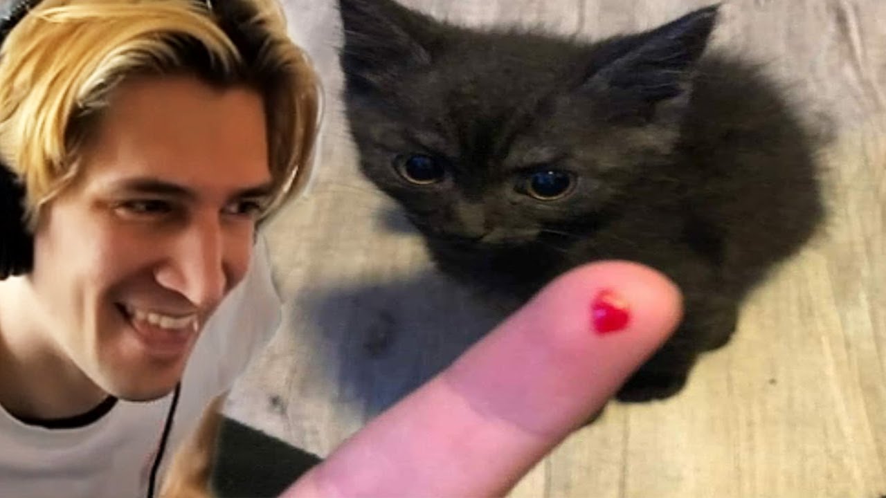 xQc Reacts to watch these memes... NOW! - YouTube