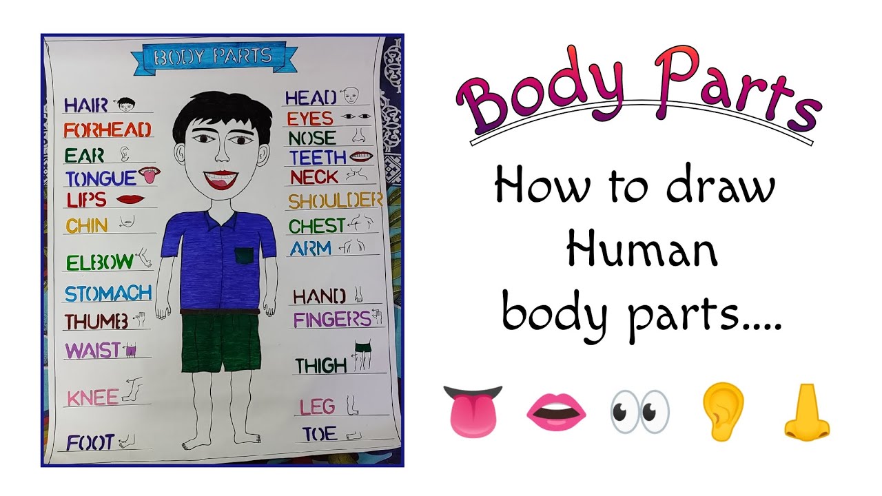 Body Parts Chart // Parts of Body // How to draw human body parts ...