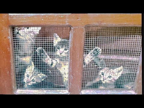 The Most Dramatic Kittens with a lot of Attitude 😺 want Food | Hilarious Meowing Reaction 😂 ...