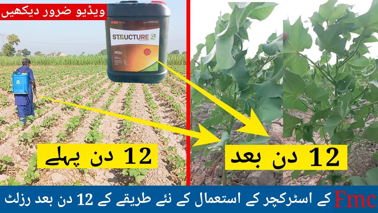 A New Way Use of Fmc Structure and their result in just 12 days - YouTube