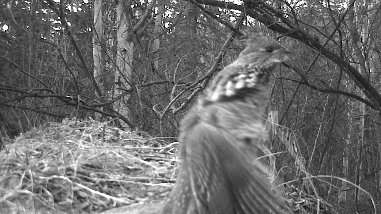 Ruffed Grouse Mating Call - Trailcam - Up Close Drumming - YouTube