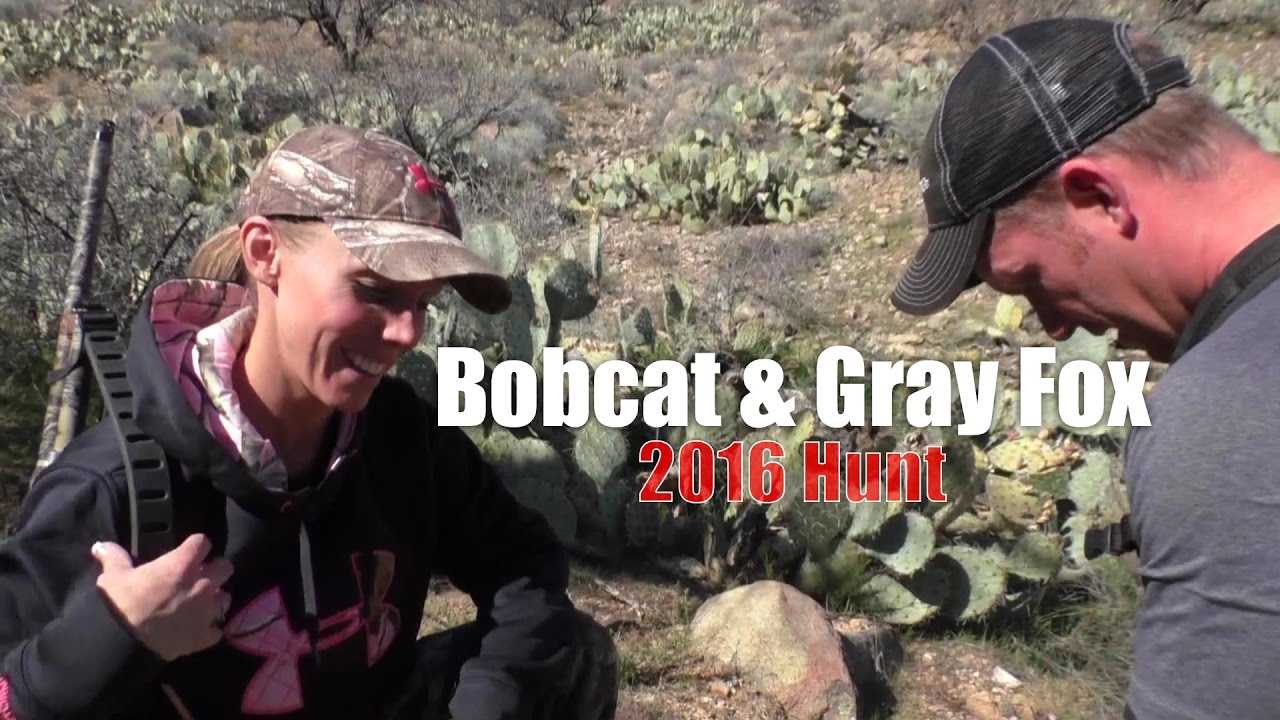 Bobcat & Fox Guided 2 Day Hunt - YouTube