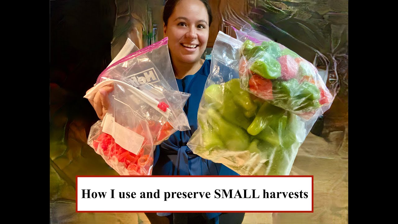 What I do with SMALL harvests! (Aji Charapita/Aji Dulce/Cubanelle ...