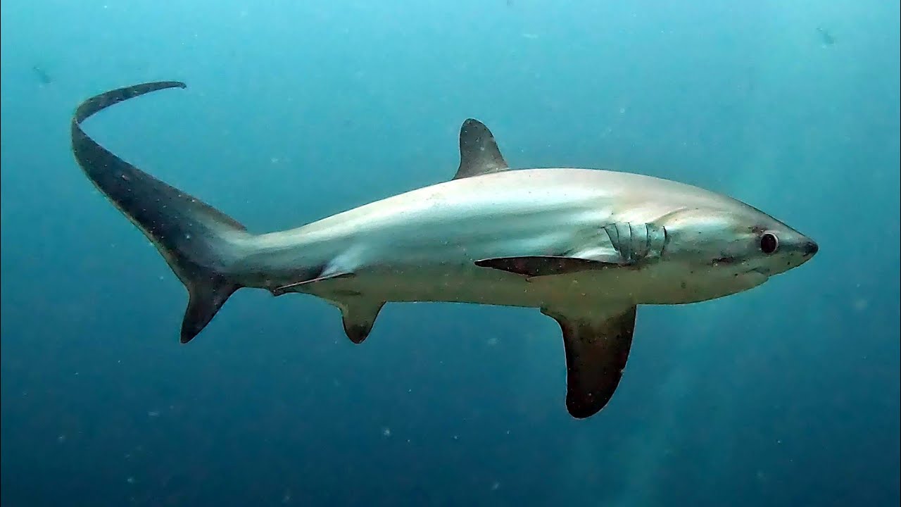 Thresher Sharks of Kimud Shoal - YouTube