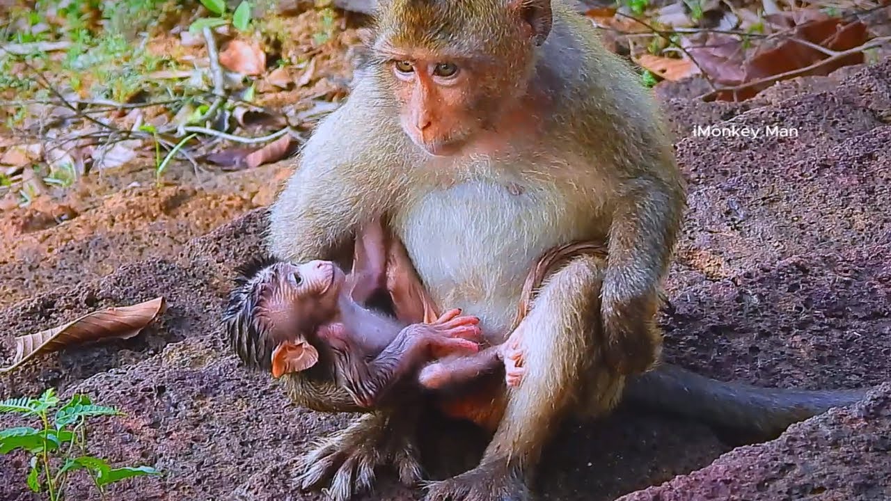 Update! What's wrong why Baby with this little monkey! She steals baby ...