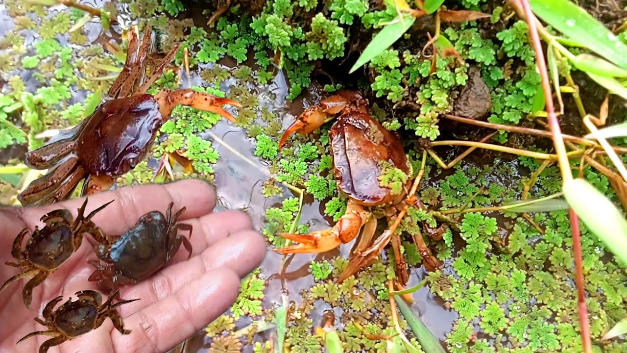 Mencari Kepiting Besar Kepiting Kecil Di Sungai Yang Jernih - YouTube