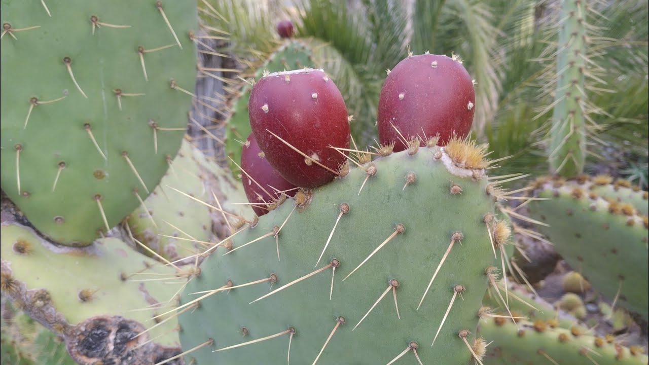 Opuntia engelmannii var linguiformis tastes like Soursop - YouTube