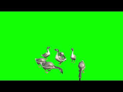Green Screen Geese Animation - YouTube