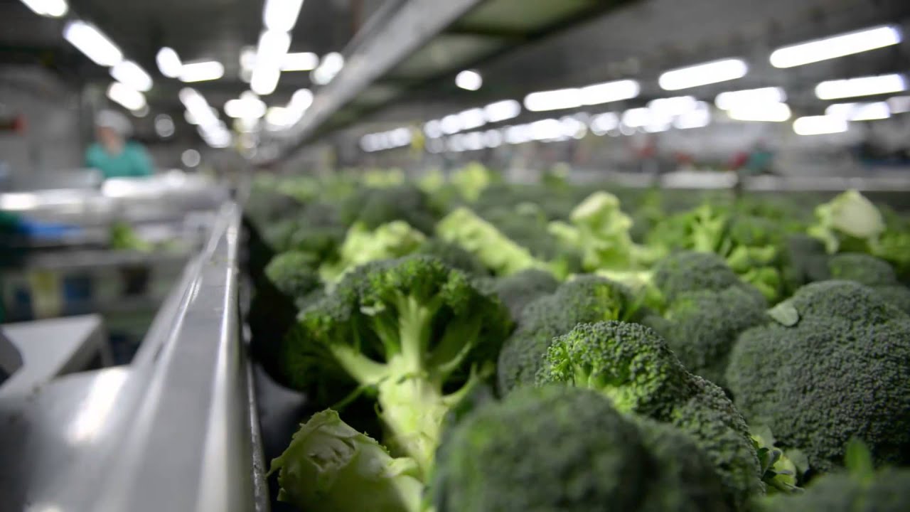 VIDEO ALIMER 2014 - YouTube