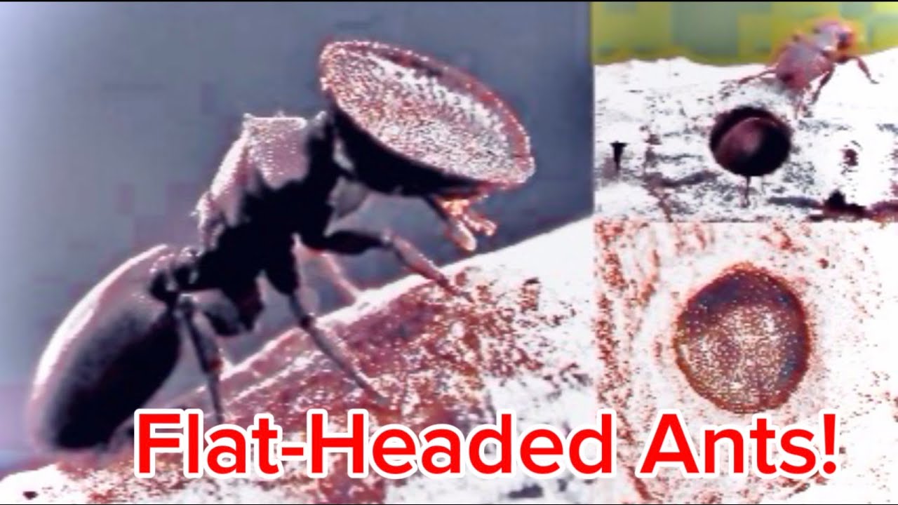 Strangest Ant Adaptations: Secrets of the Flat Head ! - YouTube