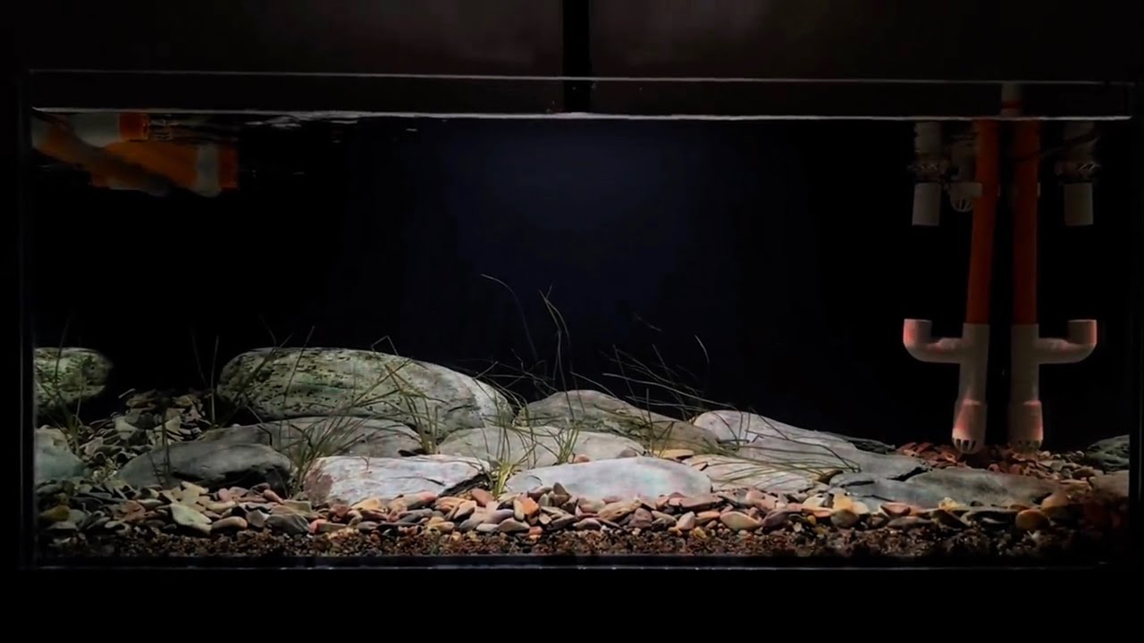 DIY Natural Stream Biome, Stream Biotope Masterclass From Wild to ...
