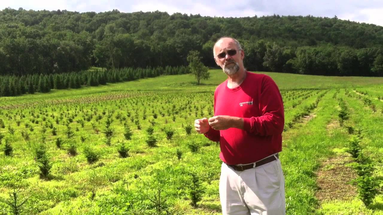 Chestnut Mountain Tree Farm - Christmas Tree Varieties - YouTube