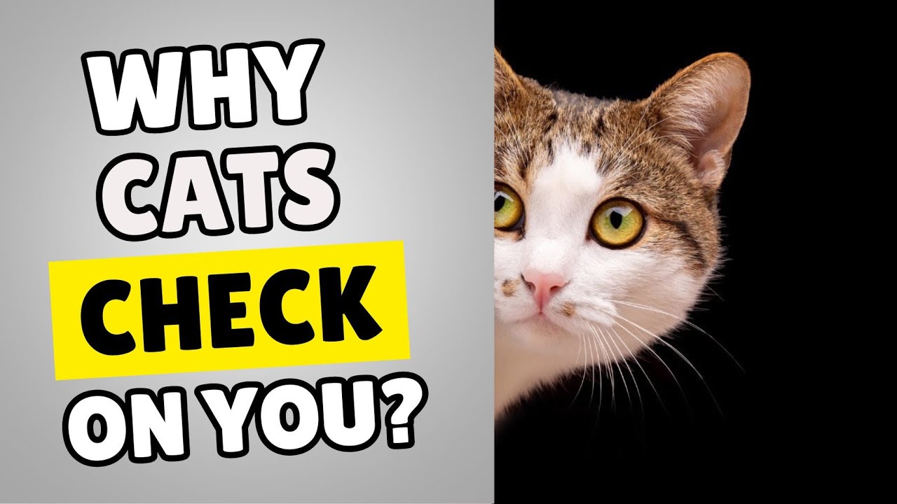 8 Reasons Why Your Cat Keeps Checking In on You ( Not What You Think ...