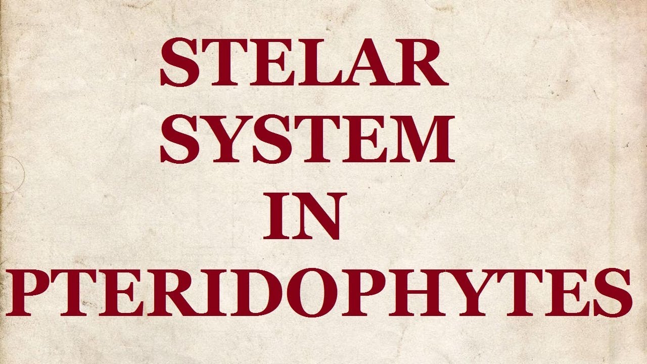 Division Pteridophyta | Stelar System in Pteridophytes | Protostele ...