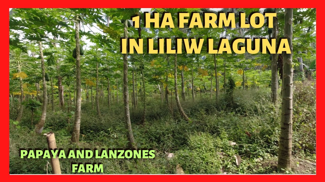 1 hectare Papaya and Lanzones Farm in Liliw Laguna for Sale (Lot Code ...