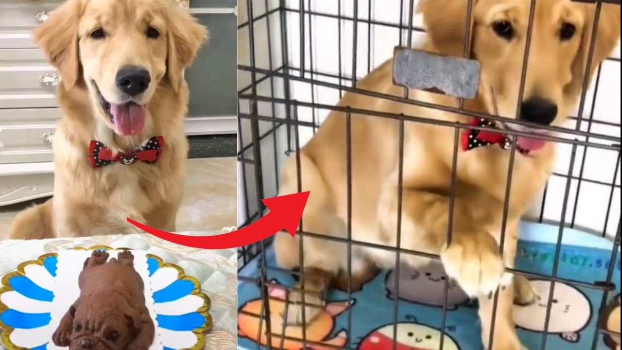 Can't Stop Laughing: Hilarious Golden Retriever Videos |Funny Dog ...
