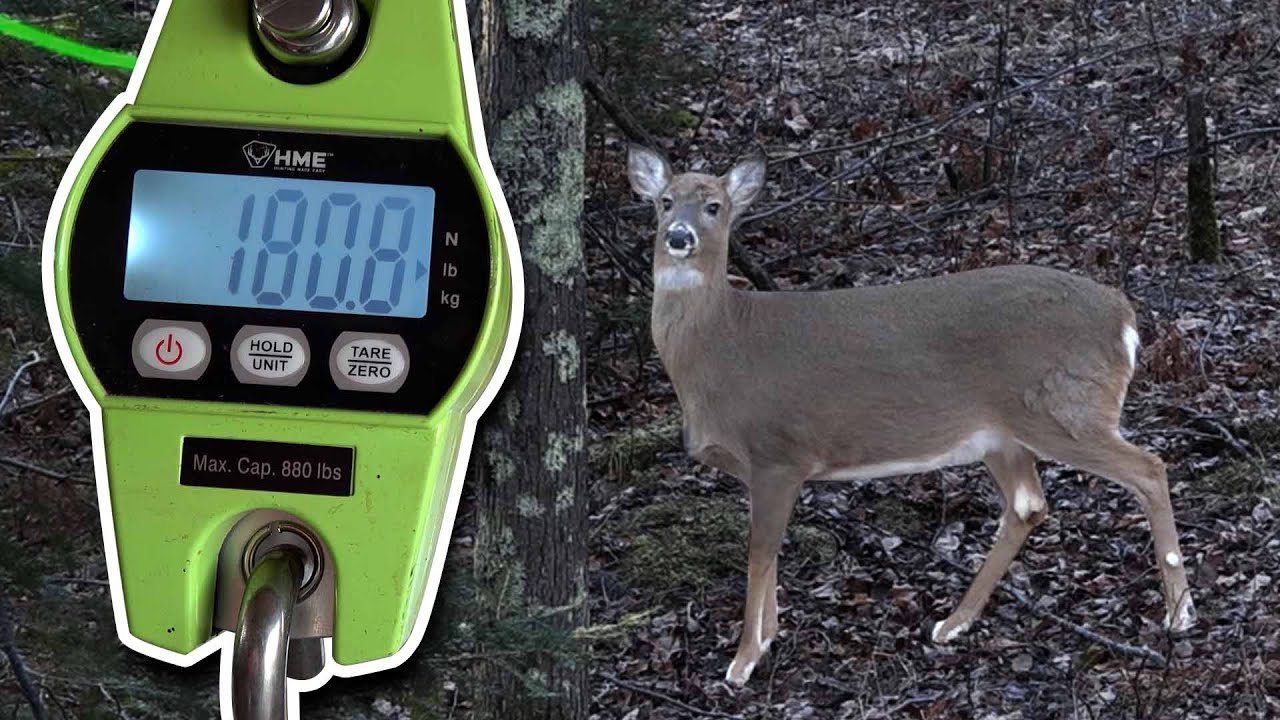 2021 Trophy Doe Contest Announcement! - YouTube