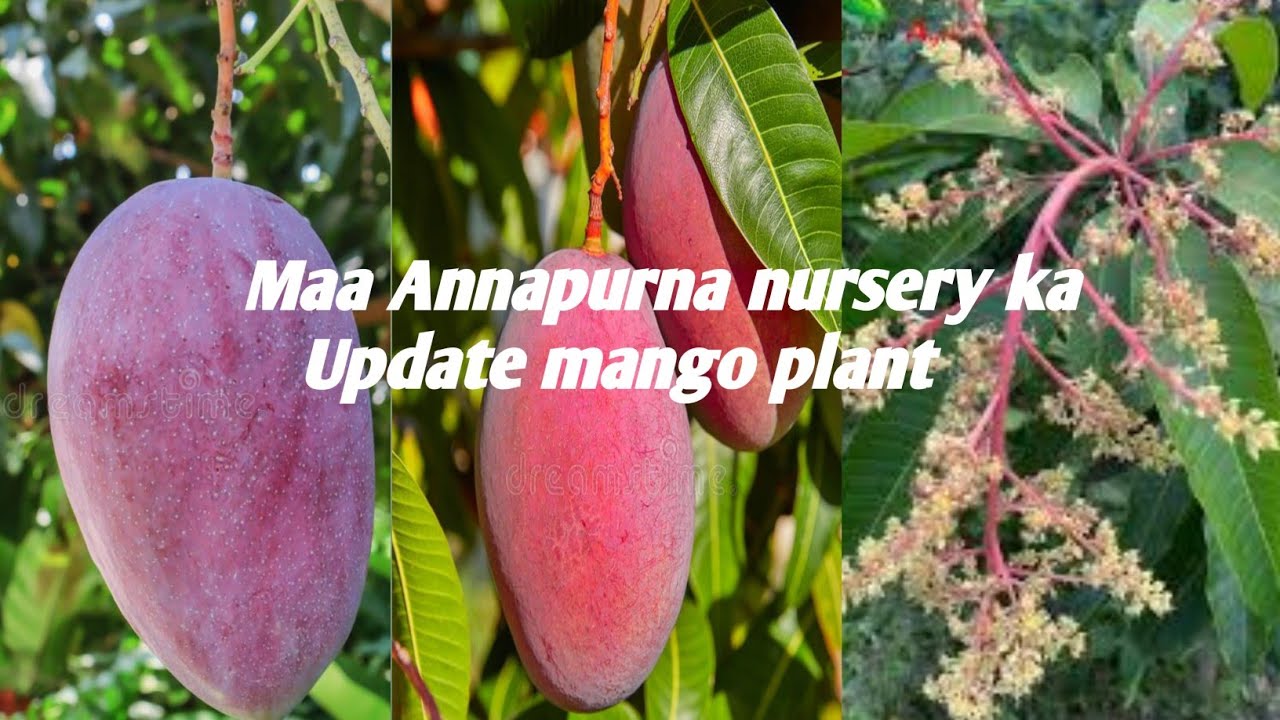 Maa Annapurna nursery ka mango plant update now - YouTube