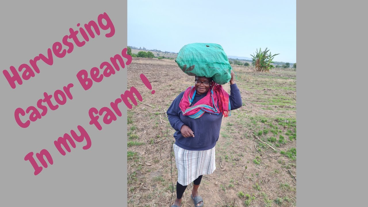 My Castor Bean Project | Harvesting Castor Beans In My Farm! - YouTube