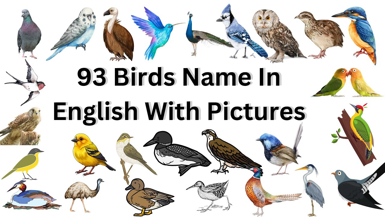 93 Plus Birds Names in English With Pictures|| Birds Vocabulary With ...
