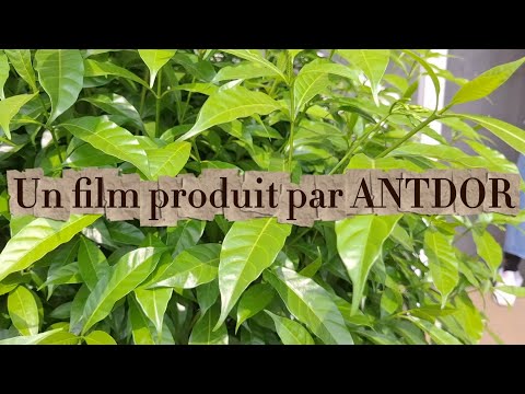 Antdor PEEZY ft MAEVA NDOSS - INTRO VERTI (VISUALIZER) [GABON TOUR 3]