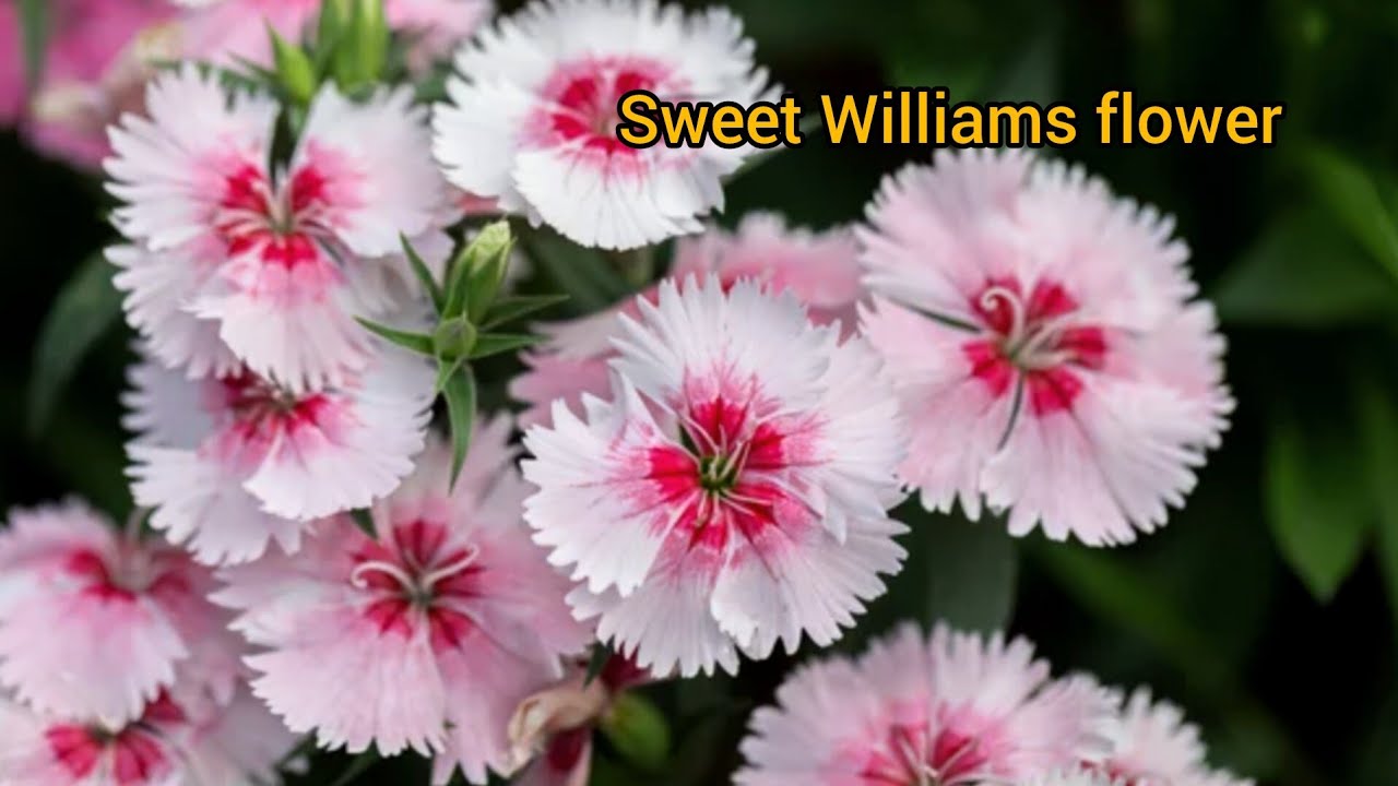 Sweet Williams flower garden tour - YouTube
