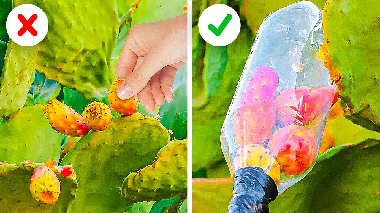 Useful Gardening Tools And Plant Growing Hacks - YouTube