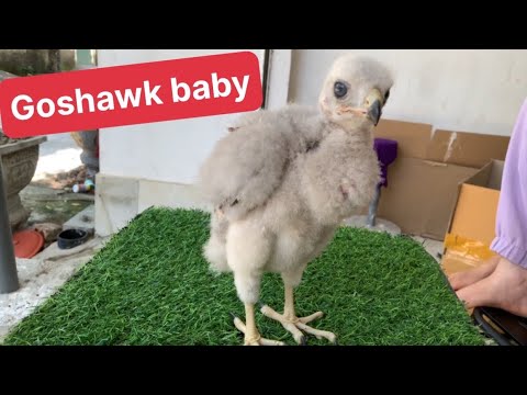 goshawk baby - đi gấp ra hà nội đón goshawk - YouTube