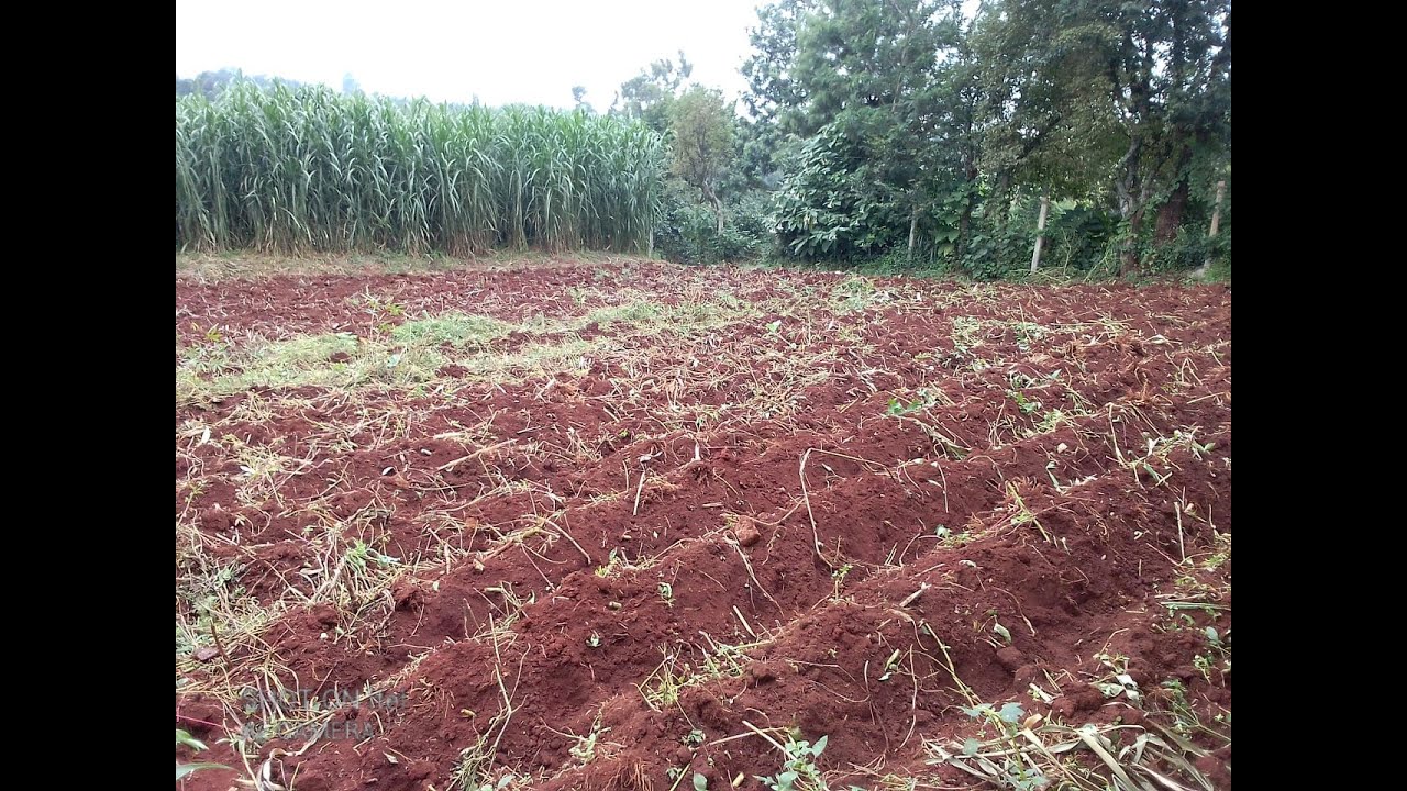 Planting and Irrigating Super Napier - YouTube