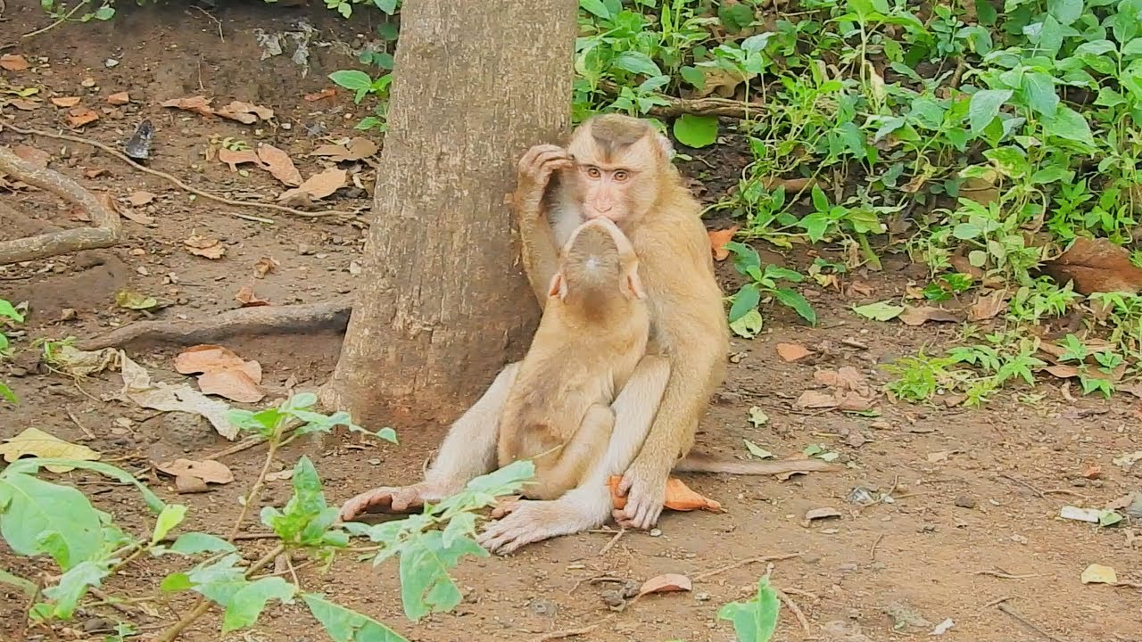 The two monkeys kiss in the forest sweetly - YouTube