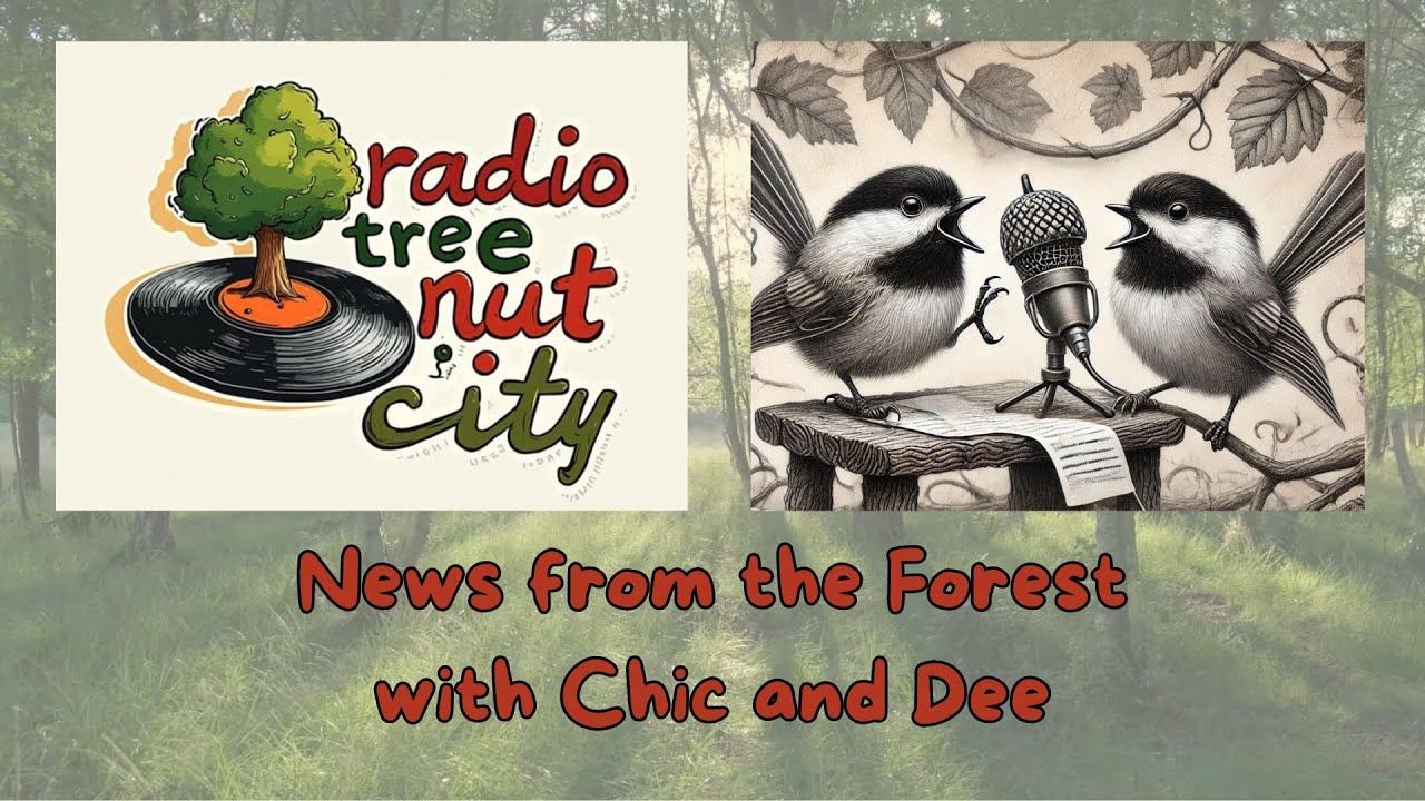 Radio Tree Nut City - Forest News Update for 11/25/2024 - YouTube