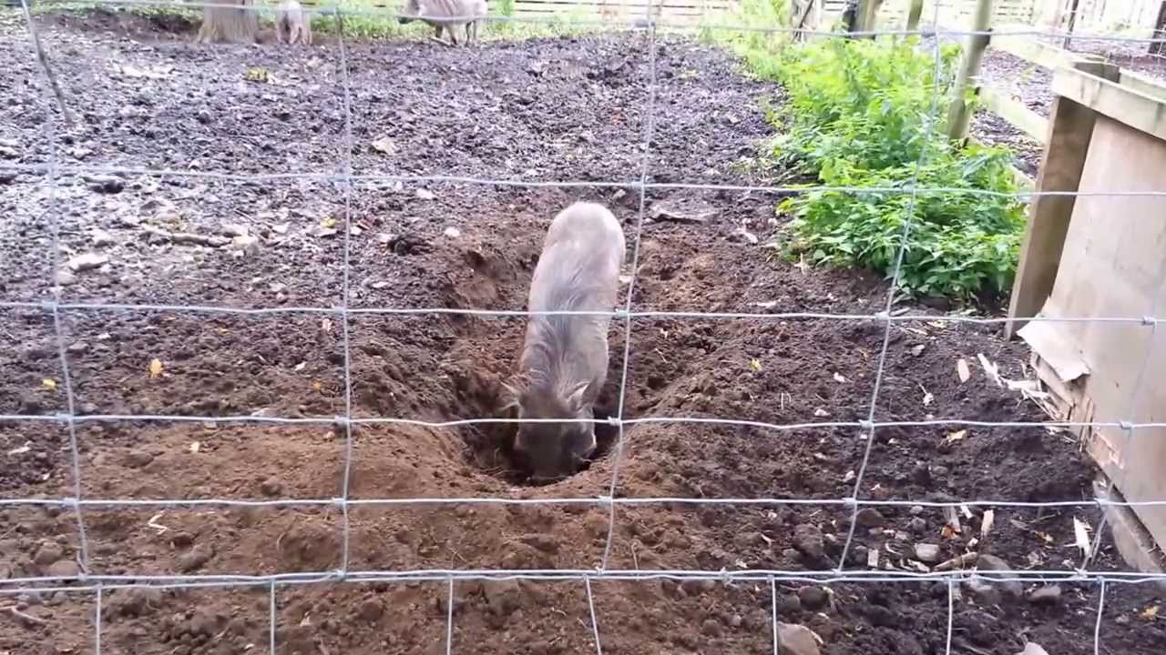 Wild Hog digging the hole - Knowsley Safari Park - YouTube