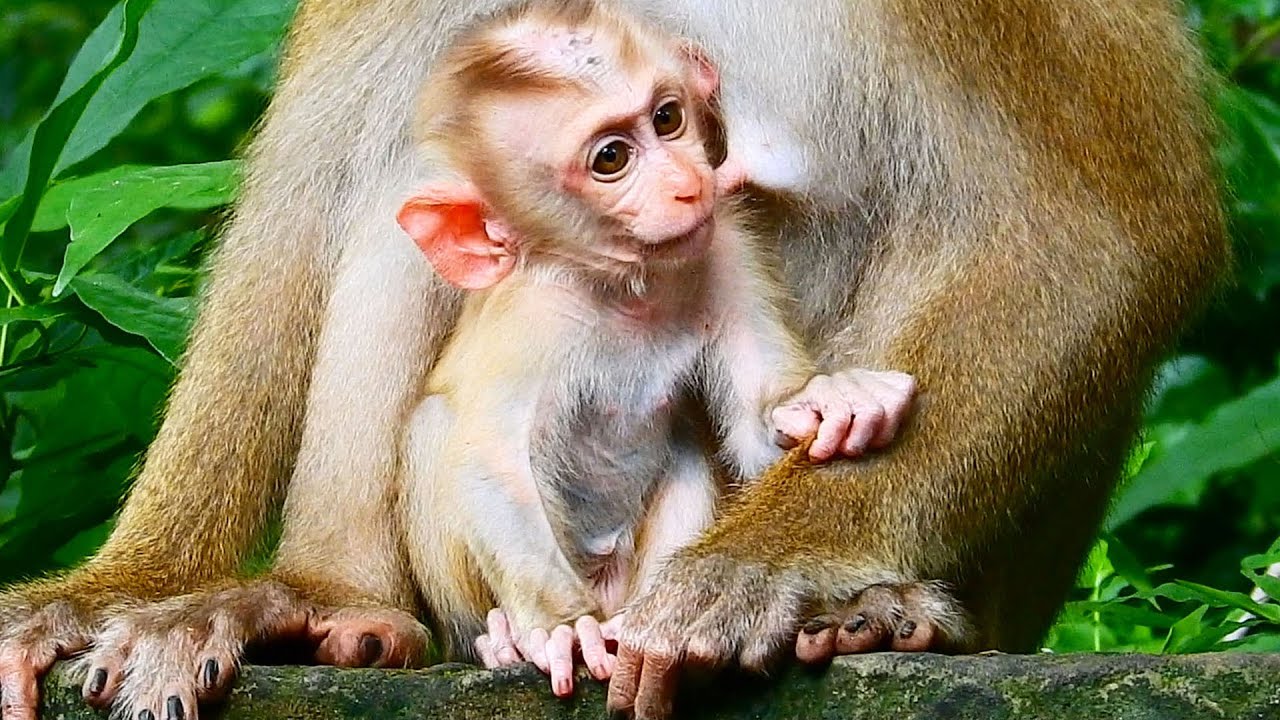 Cute baby monkey Lucie would beg mom Luna to give milk to her ...