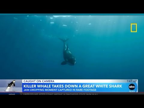 Orca vs Shark! The Killer Whale, is the largest toothed member of the ...