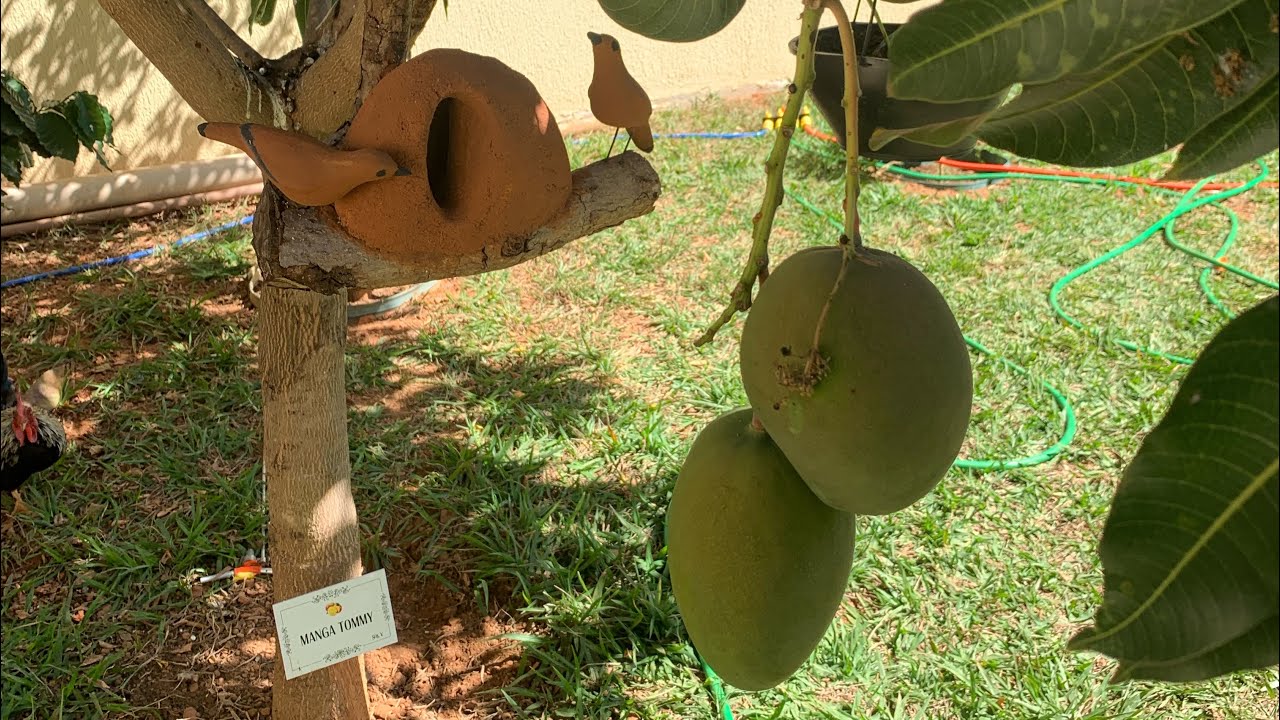 Frutíferas no meu quintal(meu pomar) - YouTube