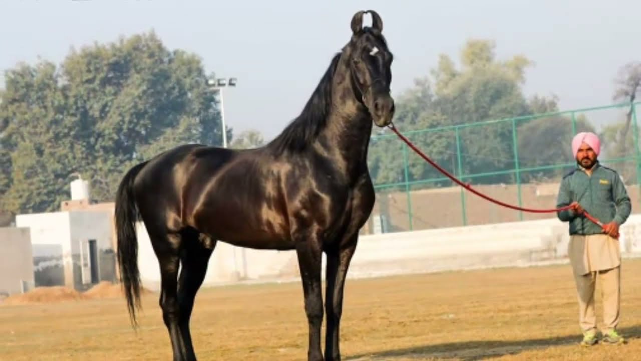 Marwari Stallion Black Prince - At Baba Stud Farm Alamwala (Punjab ...
