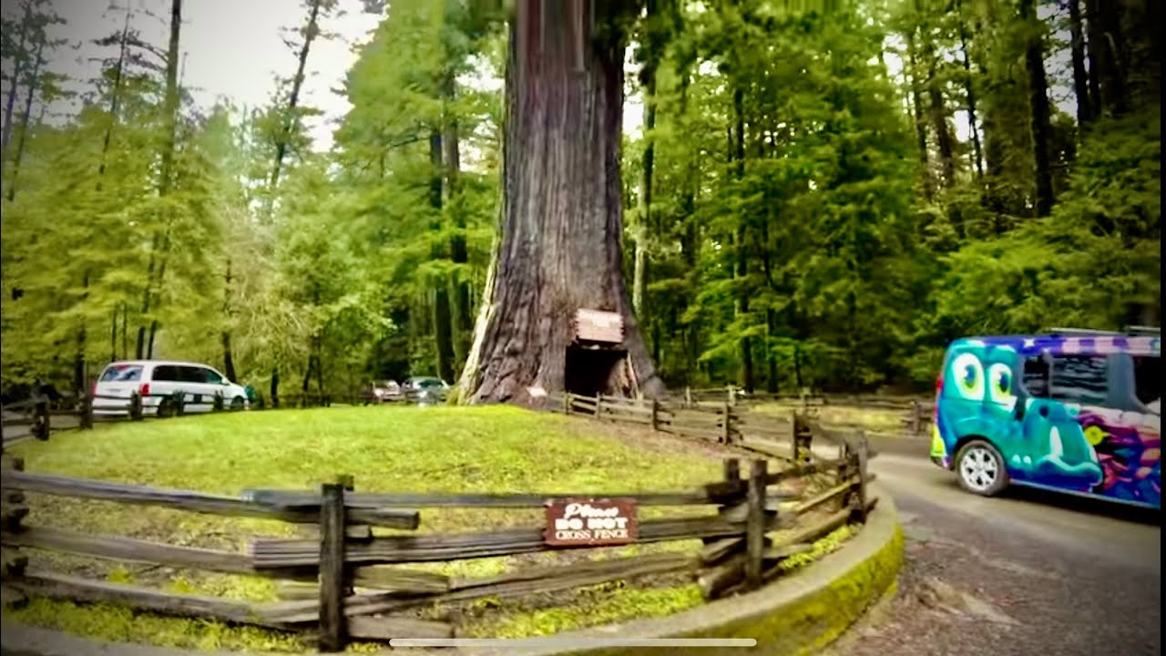 Attractions - (4k) California - Drive-Thru Tree - The Chandelier Tree ...