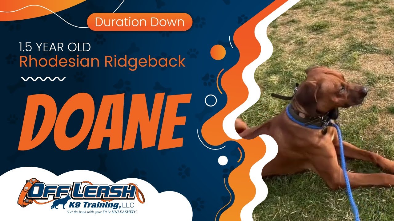 Doane ~ 1.5 Year Old Rhodesian Ridgeback ~ Off Leash K9 Training ...