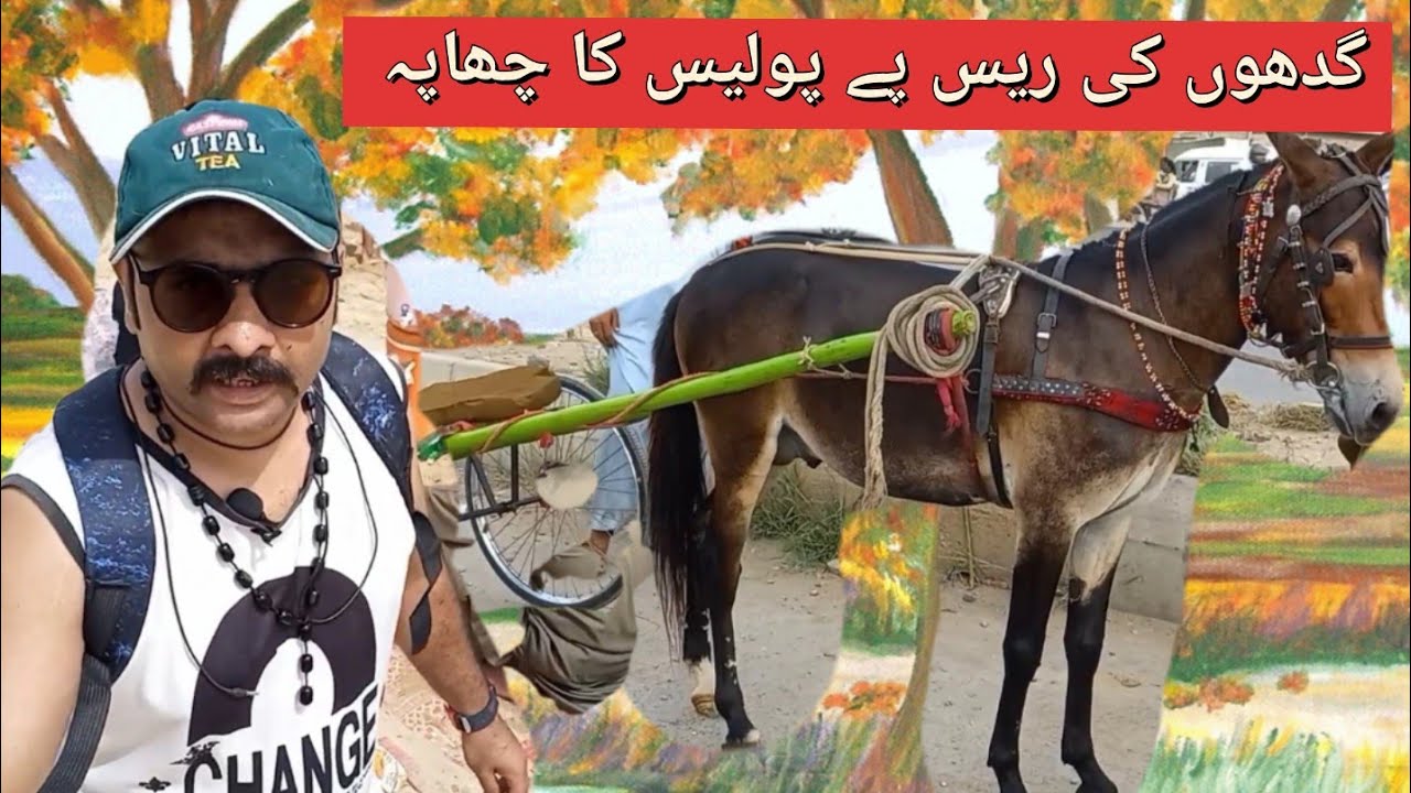 Donkay Race Karachi 2022 | Donkey Racing In Karachi | Donkey Kong ...