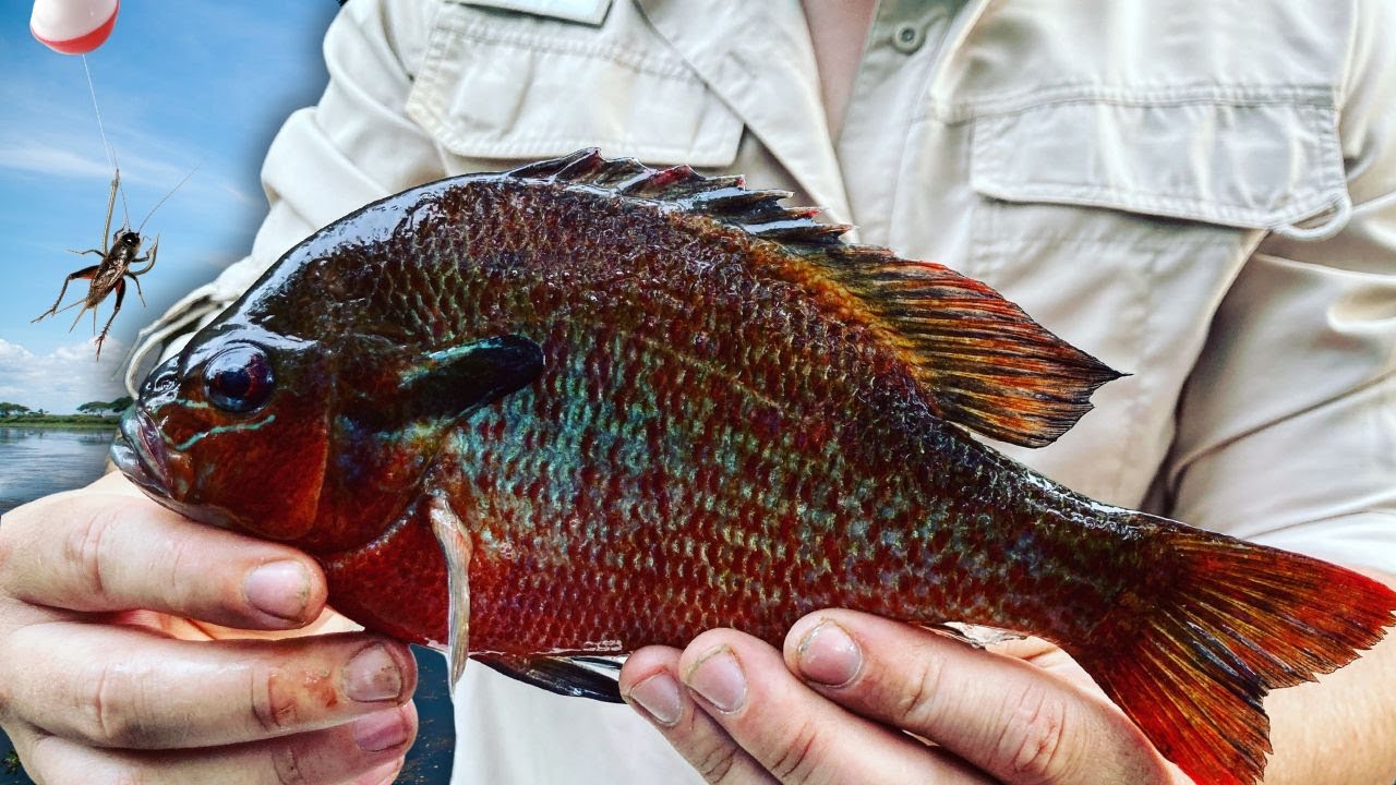 Catching Monster Redbreast on Live Crickets (Rooster/Titty Fish) - YouTube