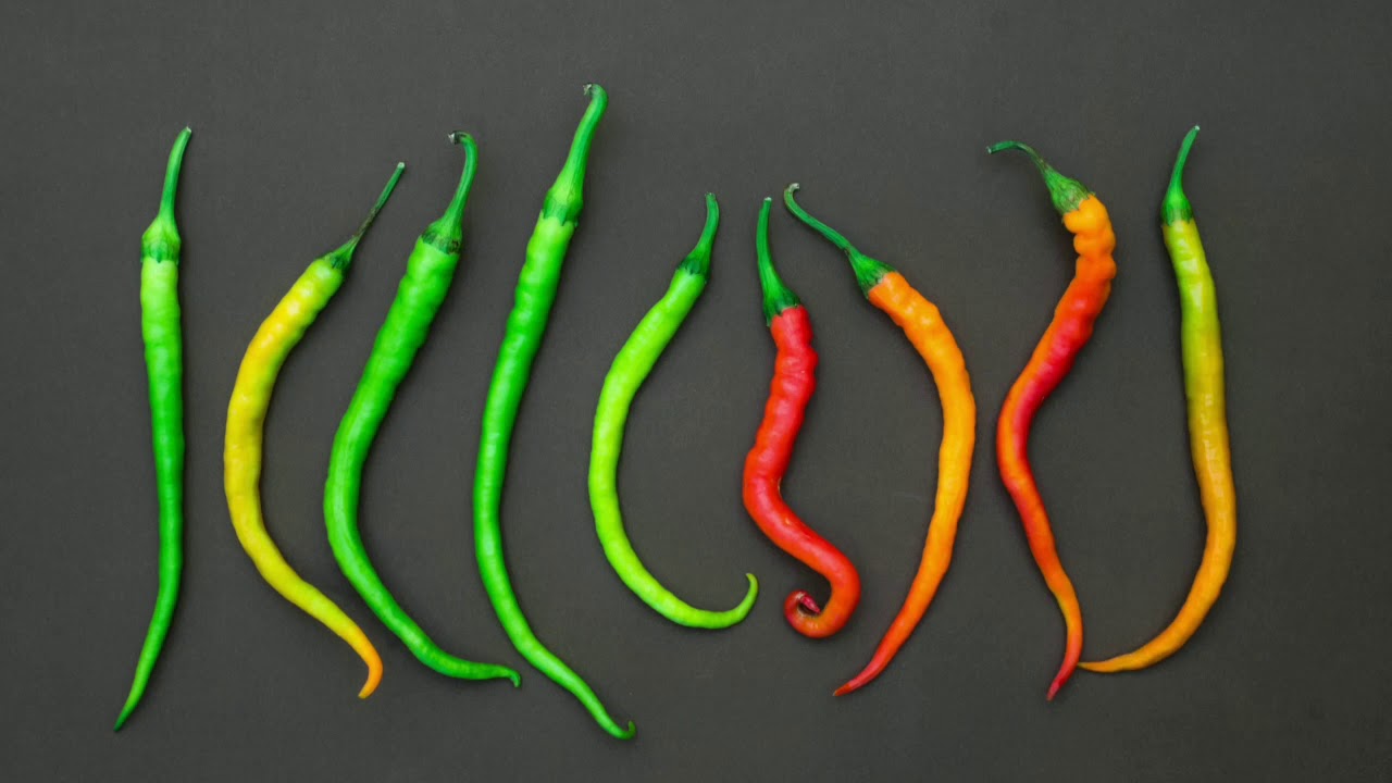 Watch chilli dancing video. - YouTube