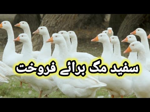 White Duck Available For Sale In Pakistan| Geese Duck | - YouTube