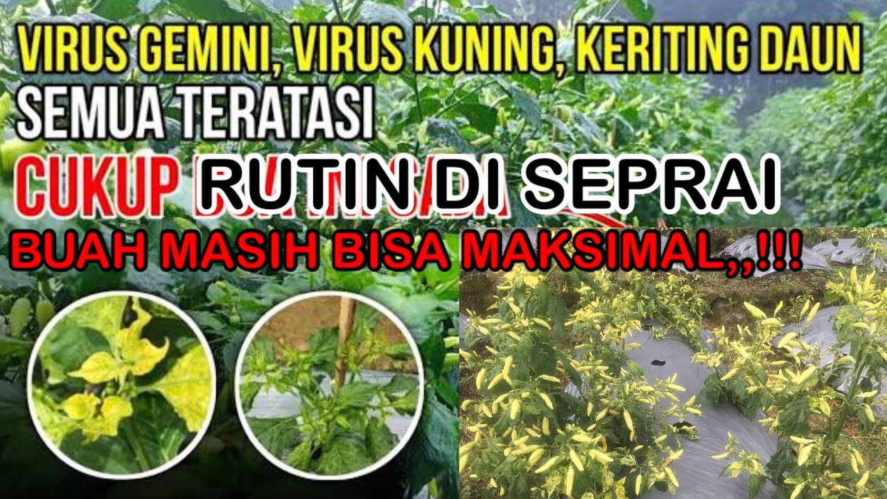 TRIK CARA MENGATASI TANAMAN CABE TERKENA,VIRUS GEMINI,VIRUS KUNING ...