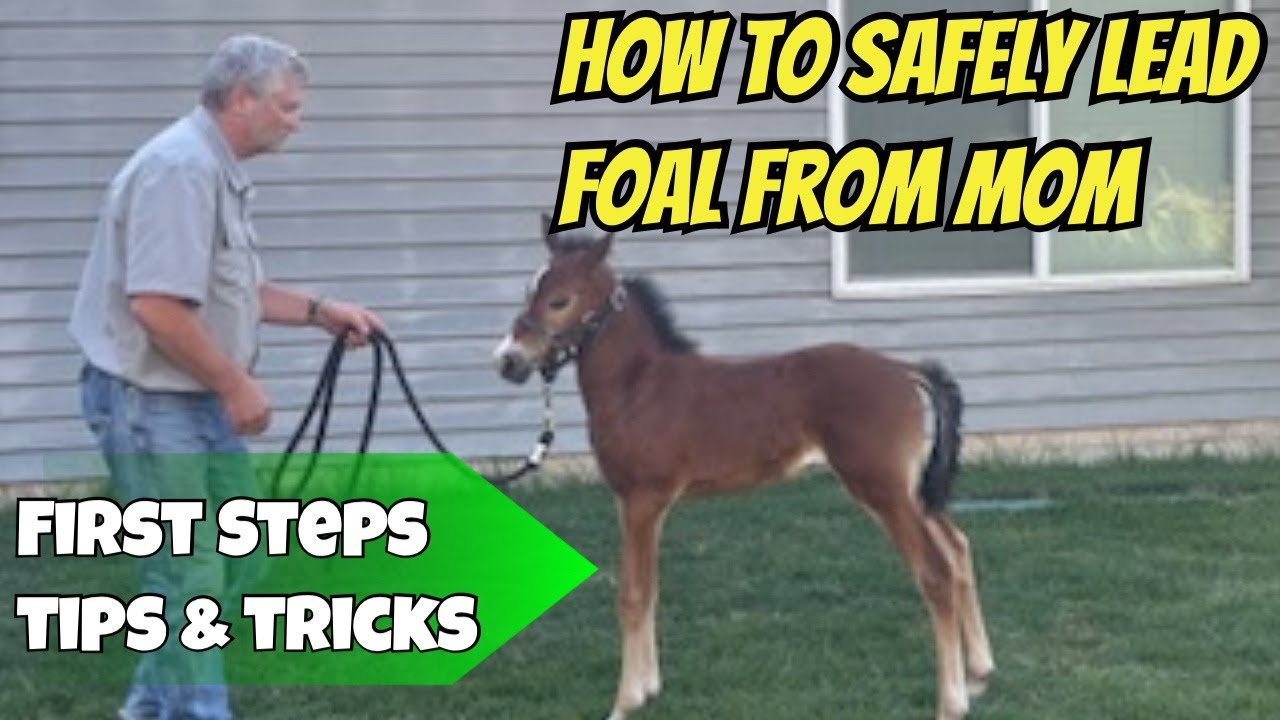 First Steps: Leading Foals from Their Mothers #horses #horse #foal ...