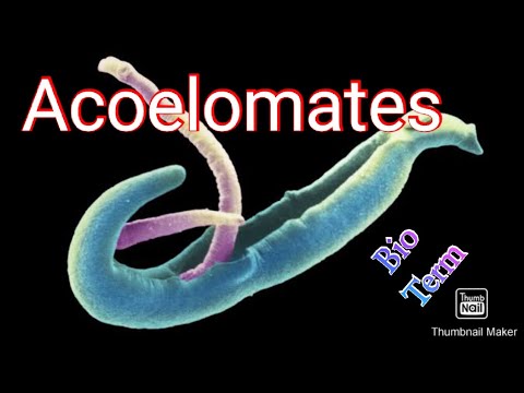 Acoelomates|zoology|Biological terms| - YouTube