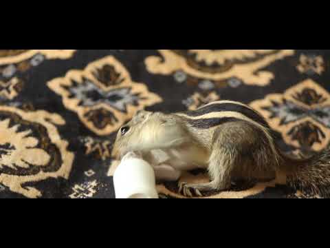 Kasata | Squirrel Love Status | Whatsapp Status