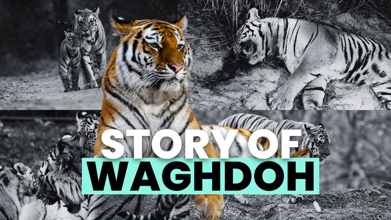 Tadoba's Legendary Tiger - Waghdoh | Biggest Tiger of Asia | Mohurli ...