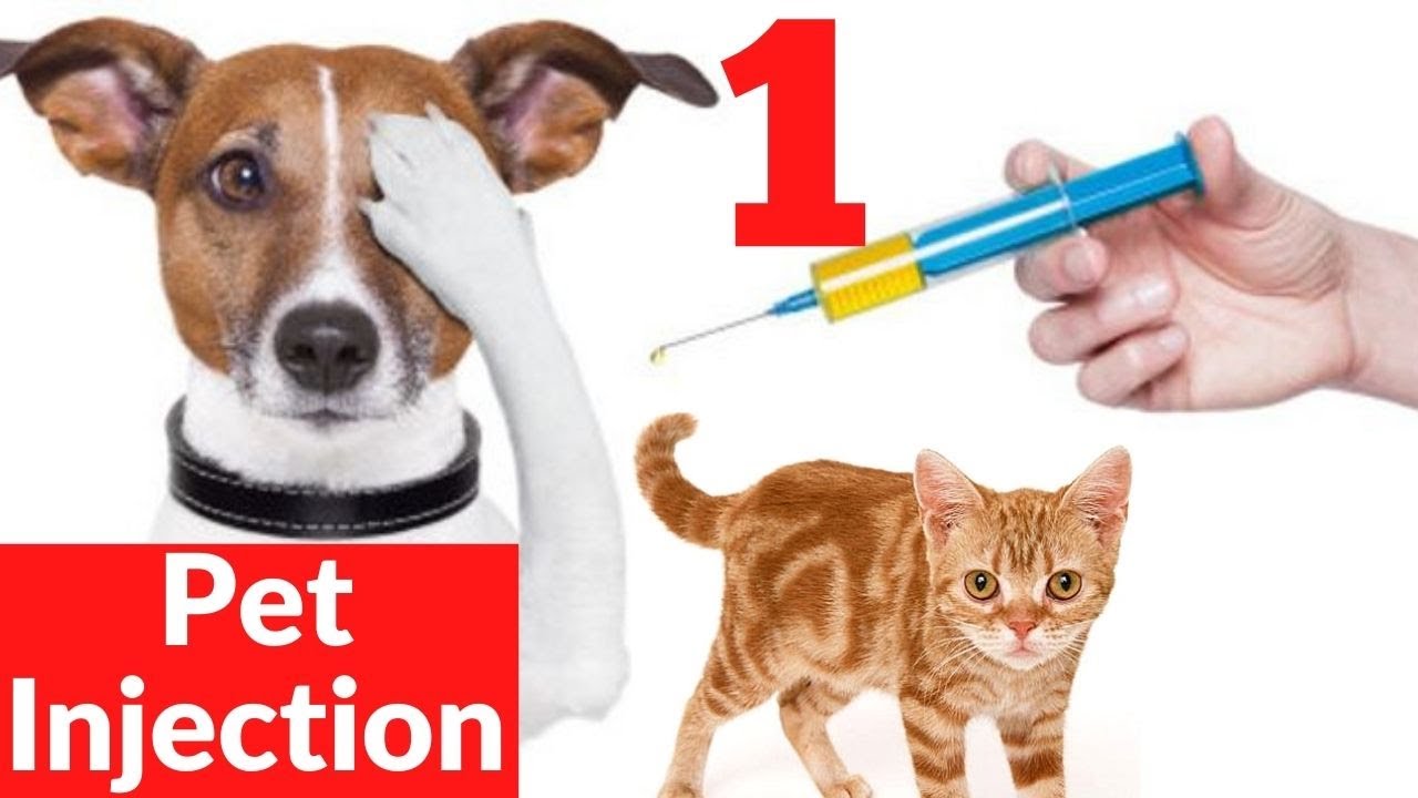 Funny Cat and Dog Injection videos🐶Pets Injection Funny Compilation😹 ...